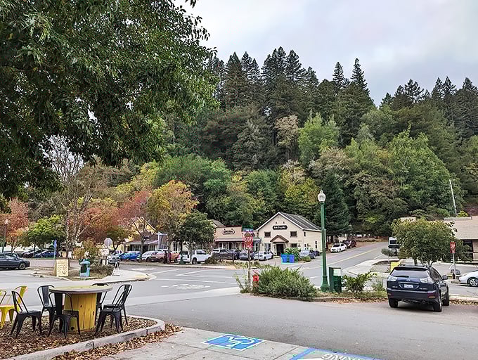 Welcome to Occidental: Where time slows down and the trees stand tall. This charming town nestled in the redwoods is like a warm hug from Mother Nature herself.