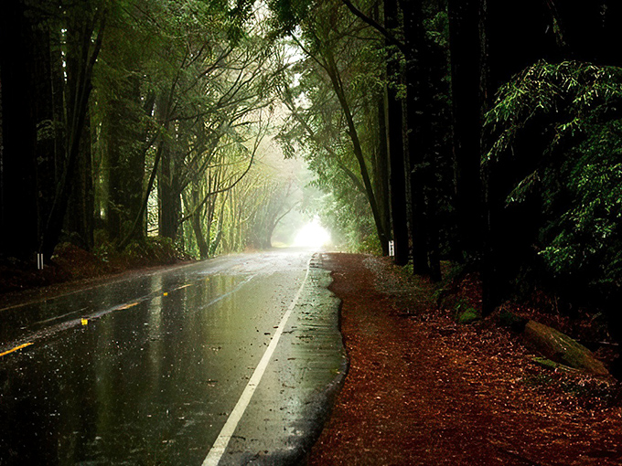 Nature's cathedral awaits! This misty, tree-lined road is like stepping into a fairy tale &ndash; minus the talking animals (we think).