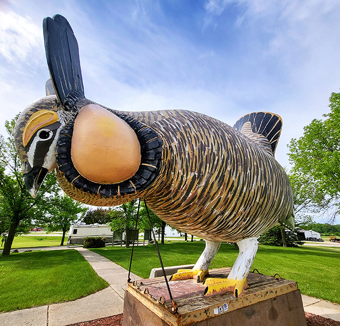 Is it a bird? Is it a plane? No, it's Rothsay's colossal chicken! This feathered giant stands tall, ready to ruffle some feathers and steal hearts.