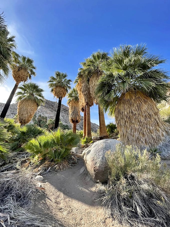 Palm trees reaching for the sky like nature's skyscrapers. This oasis is the desert's version of a surprise party &ndash; unexpected and totally delightful!