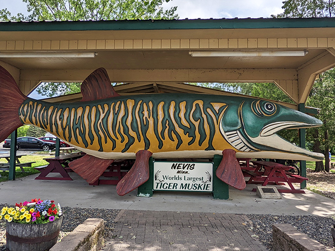 Holy mackerel! This isn't your average fish story &ndash; Nevis's tiger muskie is so big, it's practically a suburb. Talk about a whale of a tale!