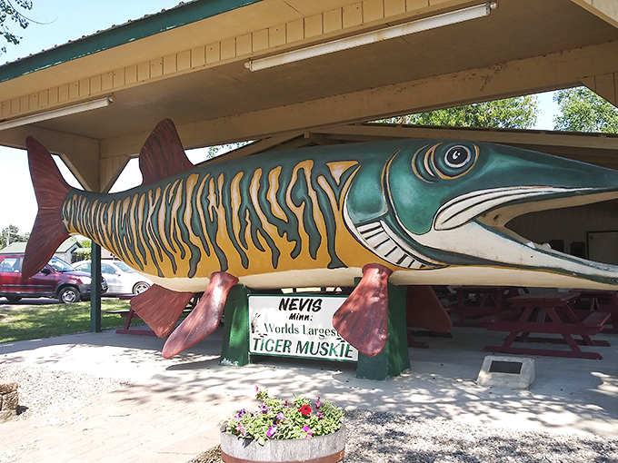 Holy mackerel! This isn't your average fish story &ndash; Nevis's tiger muskie is so big, it's practically a suburb. Talk about a whale of a tale!