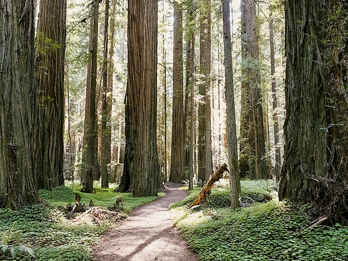 Nature's red carpet: A path through towering redwoods invites you to step into a world where trees are the skyscrapers and ferns are the welcome mat.