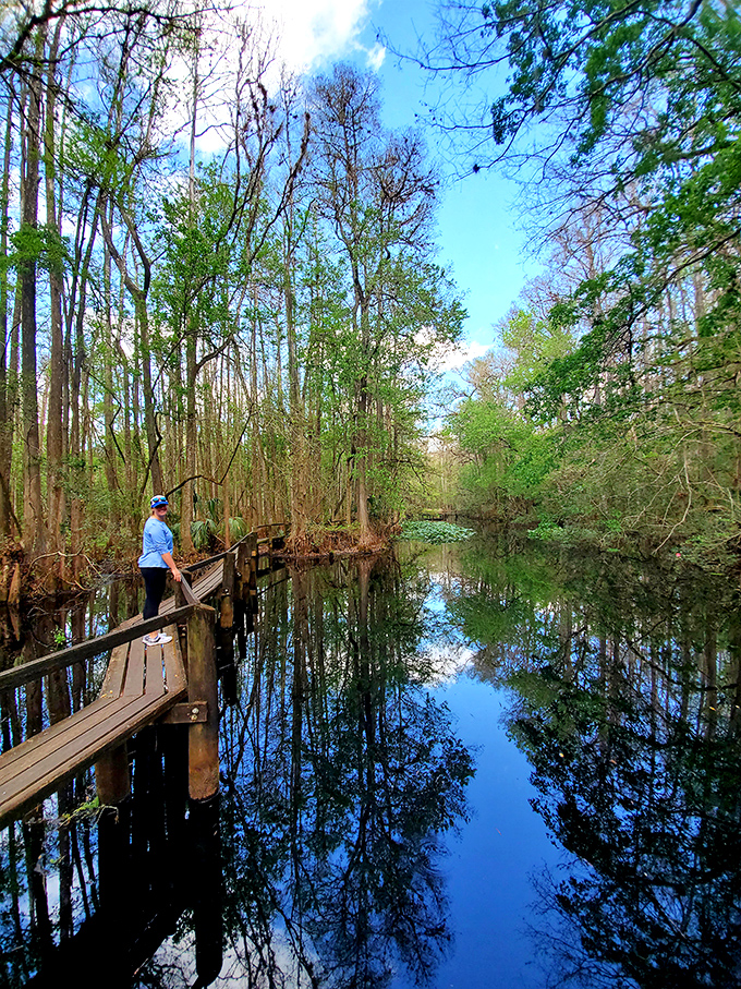Nature's own infinity pool! This boardwalk stretches into a mirror-like expanse, reflecting the sky and trees in a mesmerizing optical illusion.