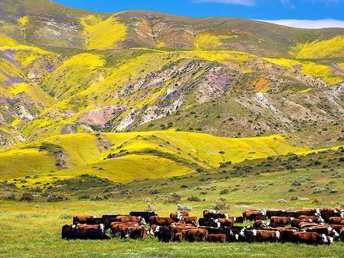 Welcome to nature's own Technicolor dreamcoat! Carrizo Plain's hills are alive with the sound of&hellip; well, your own gasps of wonder.