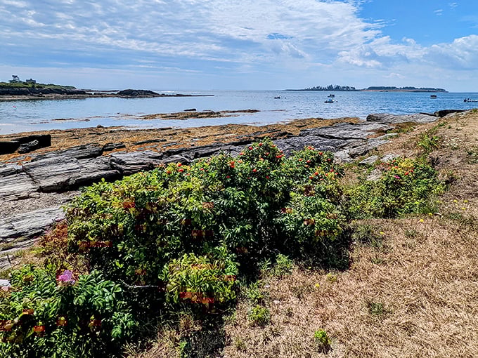 Nature's welcome mat: Kettle Cove's rocky shore and vibrant wildflowers greet visitors like an old friend with a new haircut - familiar yet surprisingly fresh.