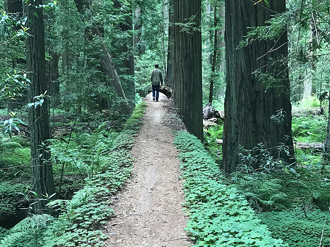 Nature's red carpet: A path through towering redwoods invites you to step into a world where trees are the skyscrapers and ferns are the welcome mat.