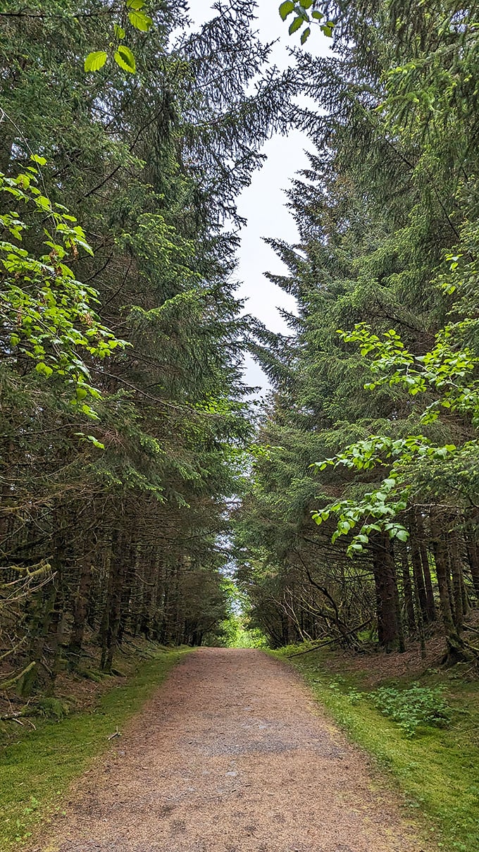 Step into this verdant escape, where every footfall feels like a secret shared between you and the forest.