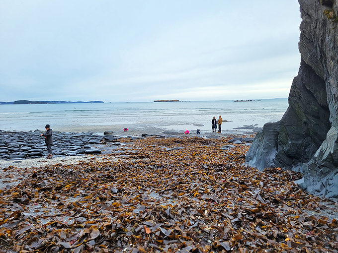 This untamed shoreline hums with life&mdash;waves lapping, seaweed swaying, and the distant call of adventure just beyond.