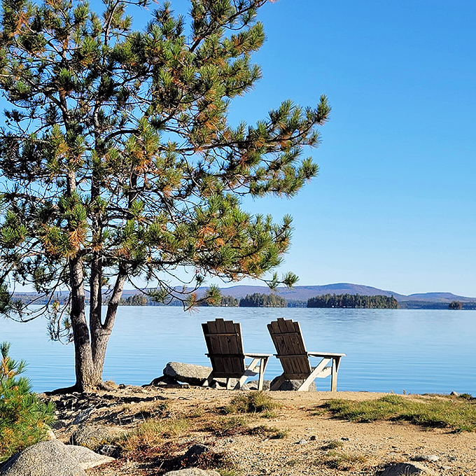 Nature's VIP lounge: Two Adirondack chairs, a pine tree, and a view that'll make you forget your Netflix password.