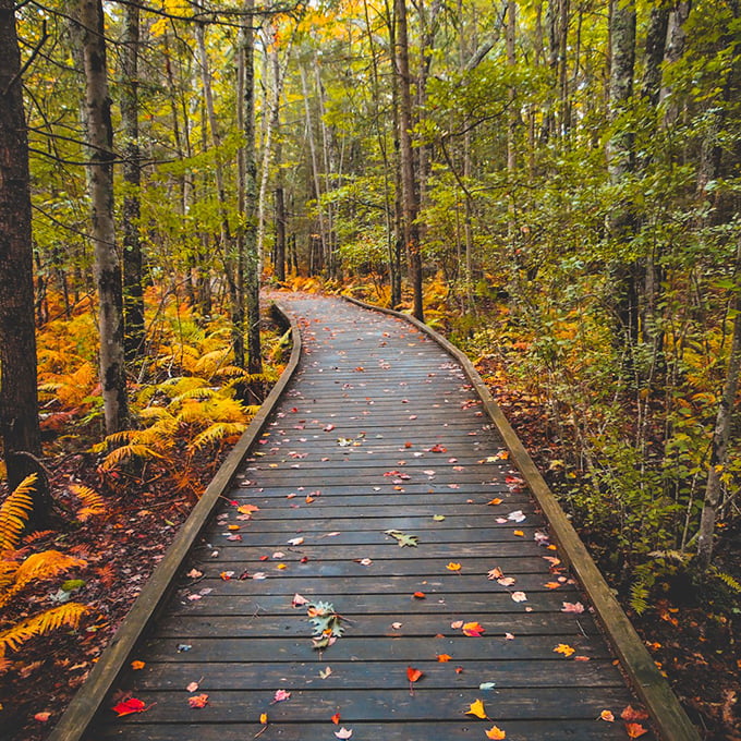 Surf's up, and so is the fun! Ferry Beach's sparkling waters and golden sands are like nature's own theme park, minus the overpriced cotton candy.