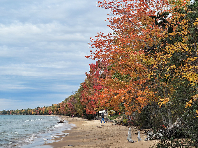 Nature's own fashion week! Fall foliage at Brimley State Park puts on a show that would make even Milan jealous.