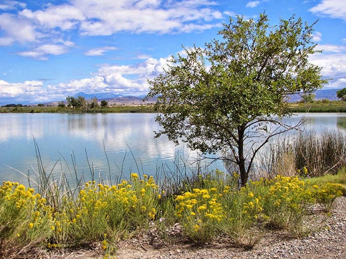Sweitzer Lake: A shimmering oasis that puts the 'sweet' in Sweitzer! This hidden gem sparkles like nature's own disco ball, inviting you to dive into Colorado's best-kept secret.