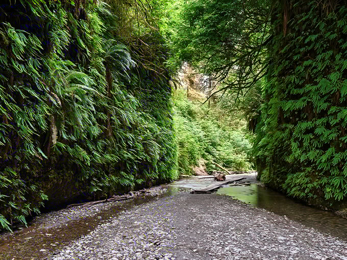 Nature's own green screen! This lush canyon looks ready for its close-up, with ferns playing the starring role in this prehistoric blockbuster.