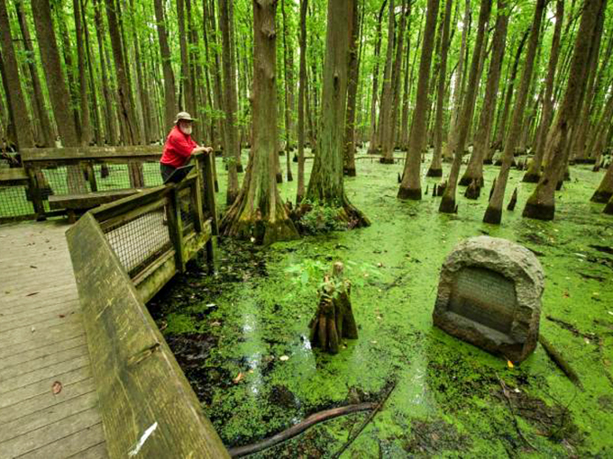 Welcome to nature's VIP lounge! This boardwalk through the swamp is like a red carpet for adventurers, minus the paparazzi and plus a few curious critters.