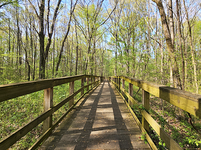Nature's golden carpet: A sun-dappled path through Big Cypress Tree State Park invites you to crunch through autumn's finest work. Leaf peeping never looked so good!