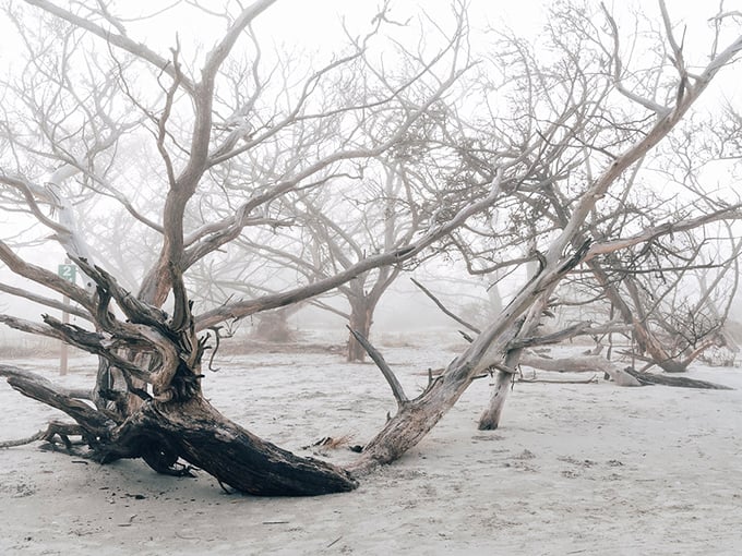 Nature's own sculpture garden: Driftwood Beach's misty morning reveals a hauntingly beautiful landscape that's part Narnia, part modern art installation.
