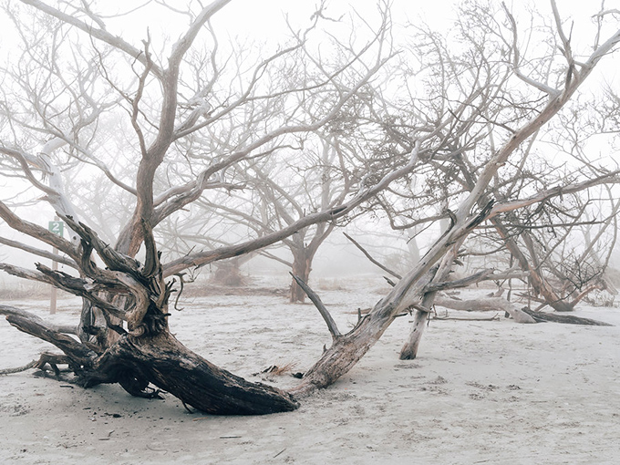 Nature's own sculpture garden: Driftwood Beach's misty morning reveals a hauntingly beautiful landscape that's part Narnia, part modern art installation.