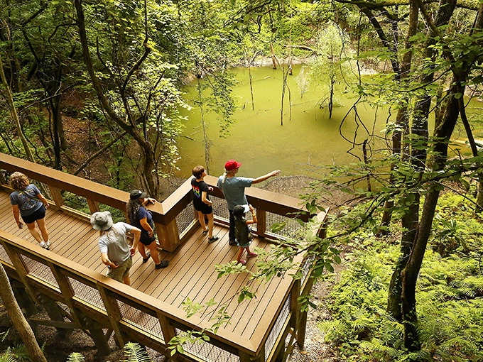 Nature's grand amphitheater! This sinkhole isn't just a hole in the ground—it's Florida's own geological time machine.