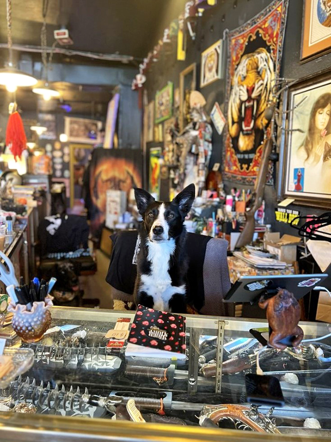 Who's a good shopkeeper? This border collie mix, that's who! Guarding treasures with a watchful eye and wagging tail.