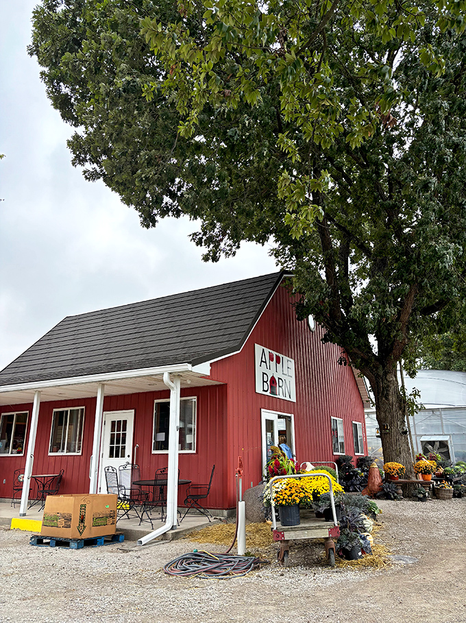 Welcome to apple paradise! The Apple Barn's iconic red exterior promises a cornucopia of orchard delights, with autumn's bounty spilling onto the porch.