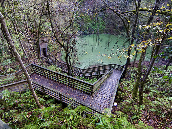 Nature's grand amphitheater! This sinkhole isn't just a hole in the ground&mdash;it's Florida's own geological time machine.