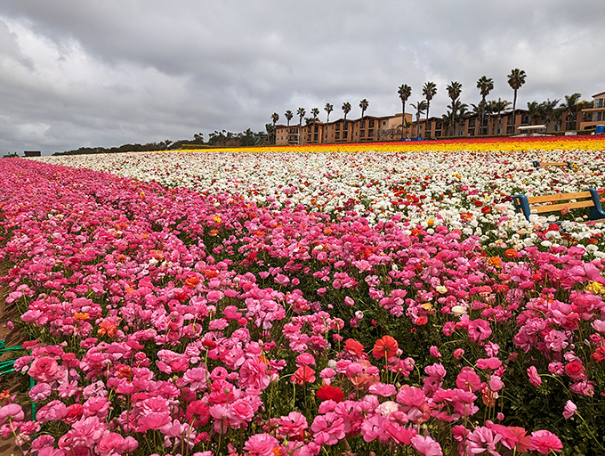 A sea of petals stretches to the horizon, nature's own confetti celebration. Pink, white, and yellow blooms create a living patchwork quilt under California's sky.