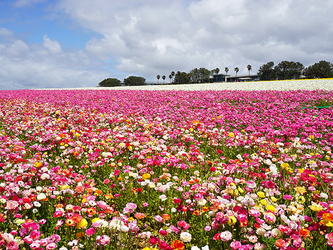 A sea of petals stretches to the horizon, nature's own confetti celebration. Pink, white, and yellow blooms create a living patchwork quilt under California's sky.