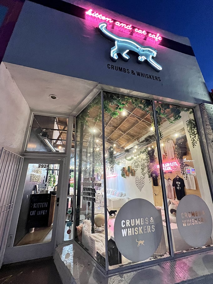 Welcome to the Purr-adise! Crumbs & Whiskers beckons with its sleek facade and promise of feline fun. It's like Disneyland for cat lovers, minus the long lines and overpriced mouse ears.