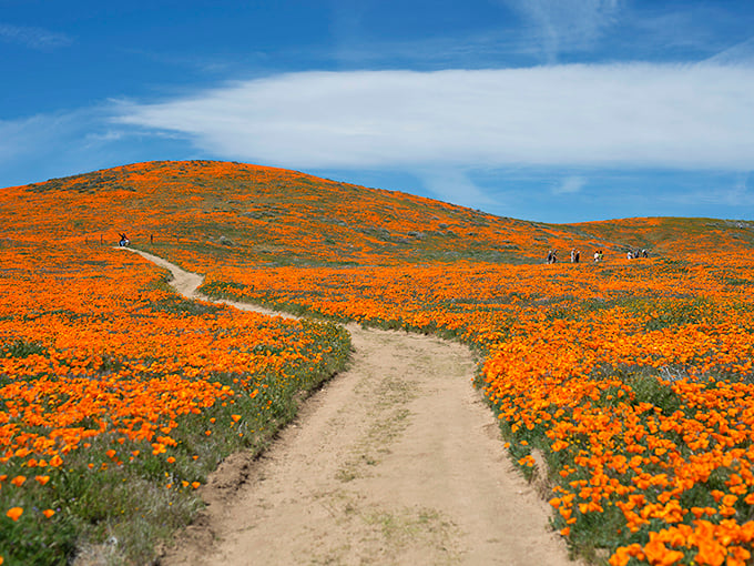 Nature's own Technicolor dreamcoat! The Antelope Valley Poppy Reserve paints the hills in a dazzling array of oranges and purples, proving Mother Nature is the ultimate artist.