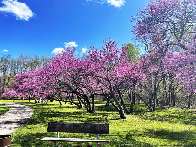 A pathway to tranquility! This rustic walkway invites you to cross over into nature's embrace, where the only traffic jam is a family of ducks waddling by.