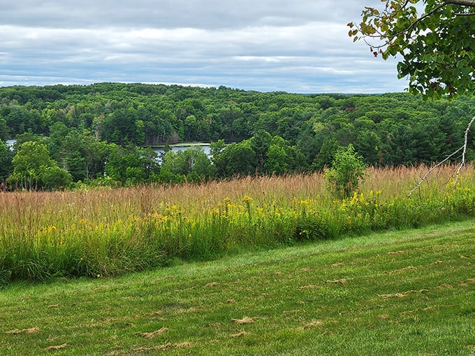 Nature's obstacle course: Fallen trees create natural bridges, perfect for channeling your inner Indiana Jones (fedora and whip not included).
