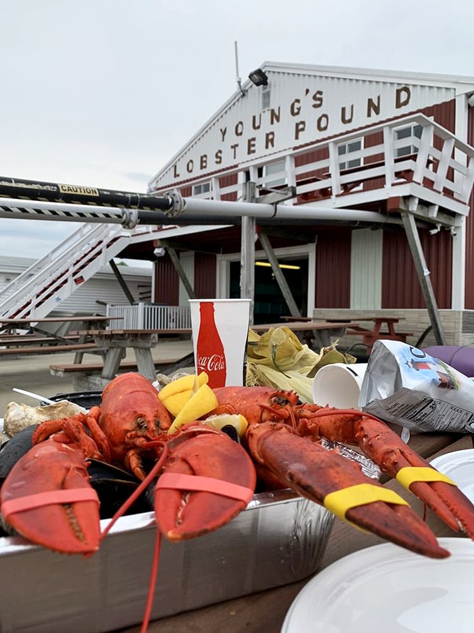 Welcome to lobster paradise! Young's Lobster Pound stands proud, a red barn-like beacon of seafood delights on the Maine coast.