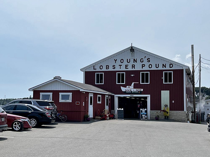 Welcome to lobster paradise! Young's Lobster Pound stands proud, a red barn-like beacon of seafood delights on the Maine coast.