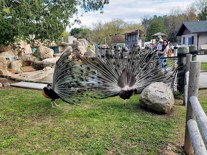 Welcome to the wild side of Green Bay! This rustic entrance promises more thrills than a Packers touchdown dance. 