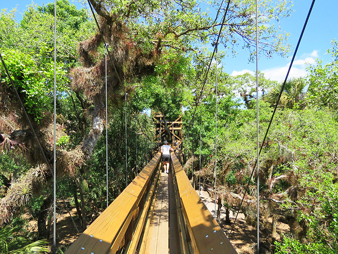 Welcome to nature's VIP lounge! This wooden walkway is your all-access pass to Florida's treetop wonders.