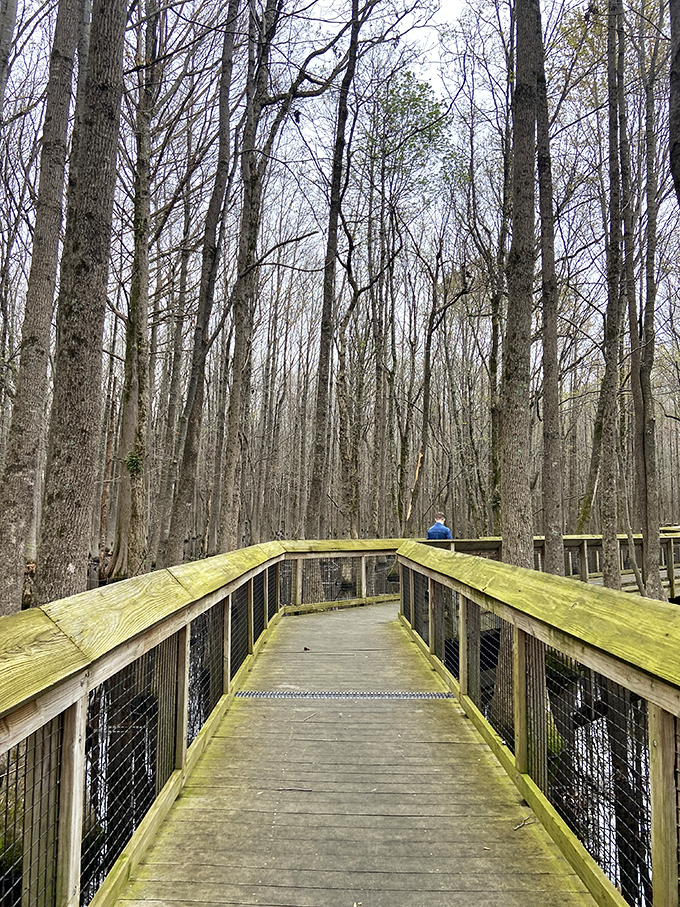 Welcome to nature's VIP lounge! This boardwalk through the swamp is like a red carpet for adventurers, minus the paparazzi and plus a few curious critters.