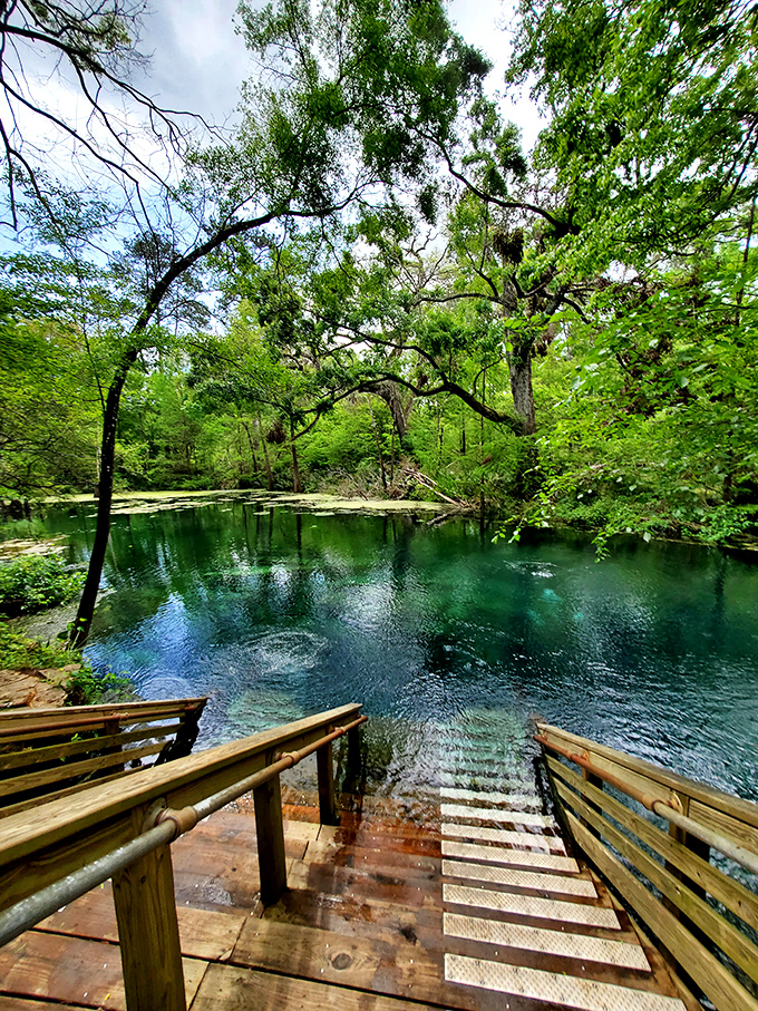 A wooden bridge to wonderland! This lush green canopy feels like nature's own air conditioning system.