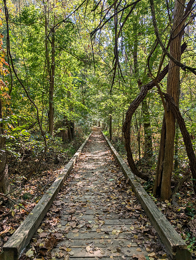 A leaf-strewn boardwalk winds through John James Audubon State Park's lush forest, inviting visitors to explore nature's hidden wonders. It's like a runway for hikers and bird enthusiasts alike!
