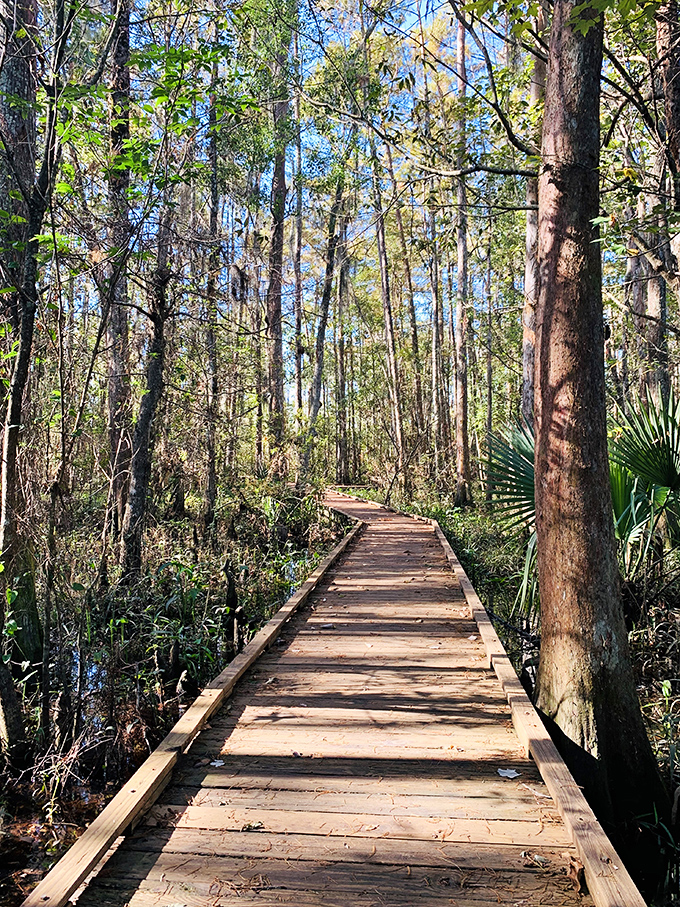 Serene forest or nature's TV? This wooden pathway offers front-row seats to Louisiana's most captivating show.