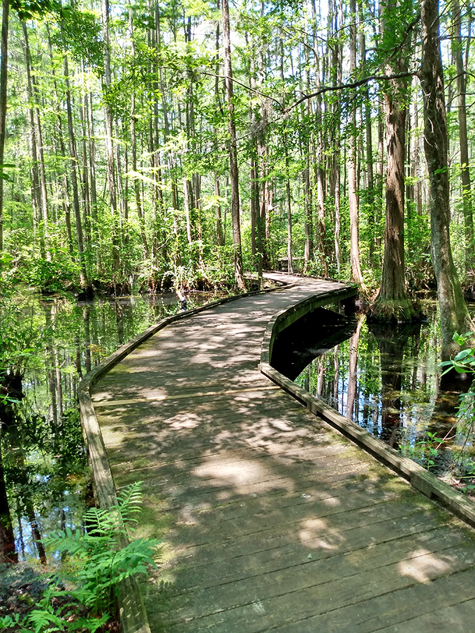 Nature's tightrope: A boardwalk that would make Philippe Petit jealous. Step into a world where cypress trees are the audience and you're the star performer.