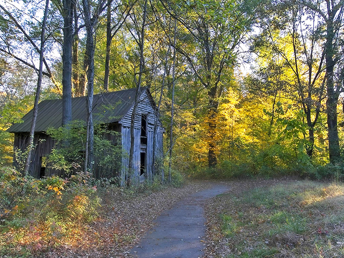 Nature's golden carpet: A sun-dappled path through Big Cypress Tree State Park invites you to crunch through autumn's finest work. Leaf peeping never looked so good!