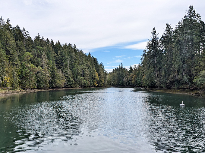 Nature's mirror: Jarrell Cove's tranquil waters reflect towering evergreens, creating a scene Bob Ross would've loved to paint.