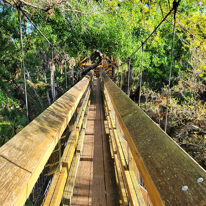 Welcome to nature's VIP lounge! This wooden walkway is your all-access pass to Florida's treetop wonders.