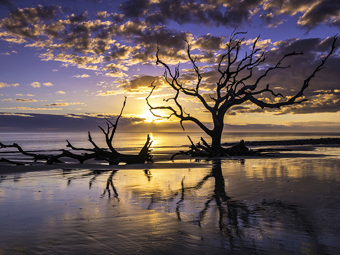 Nature's own sculpture garden: Driftwood Beach's misty morning reveals a hauntingly beautiful landscape that's part Narnia, part modern art installation.