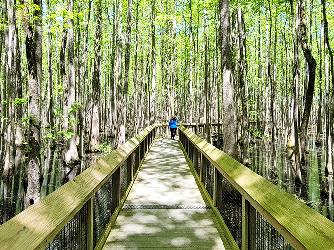Welcome to nature's VIP lounge! This boardwalk through the swamp is like a red carpet for adventurers, minus the paparazzi and plus a few curious critters.