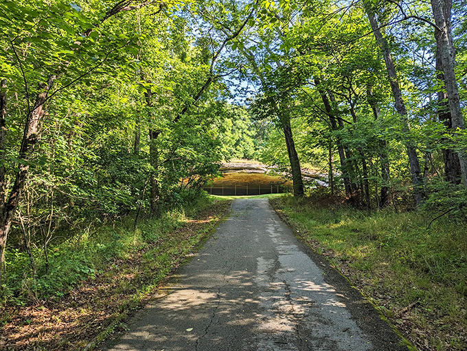 Nature's welcome mat: A sun-dappled path beckons, promising adventure and prehistoric secrets. Indiana Jones, eat your heart out!