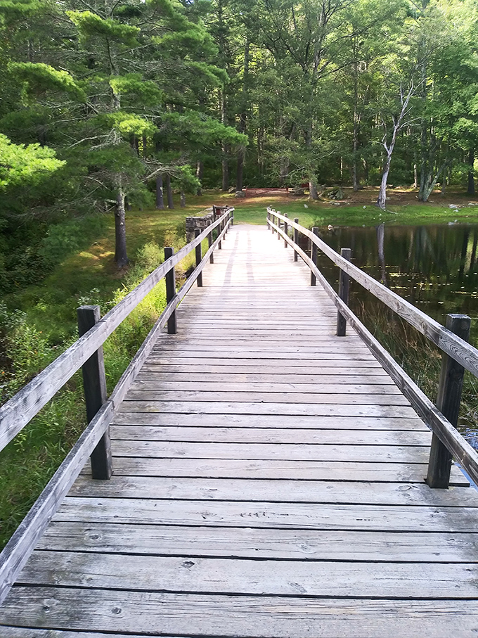A bridge to tranquility! This wooden walkway invites you to leave your worries behind and step into nature's embrace.