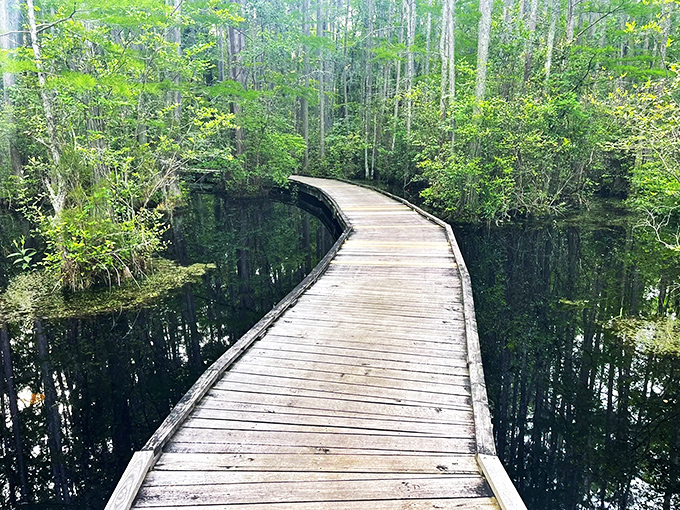 Nature's tightrope: A boardwalk that would make Philippe Petit jealous. Step into a world where cypress trees are the audience and you're the star performer.