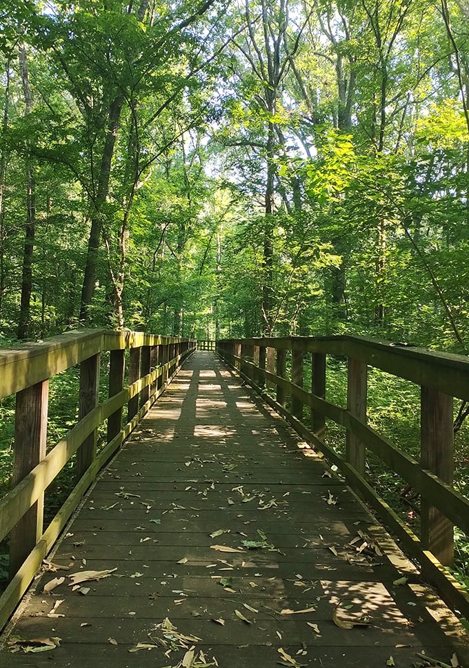 Nature's golden carpet: A sun-dappled path through Big Cypress Tree State Park invites you to crunch through autumn's finest work. Leaf peeping never looked so good! 